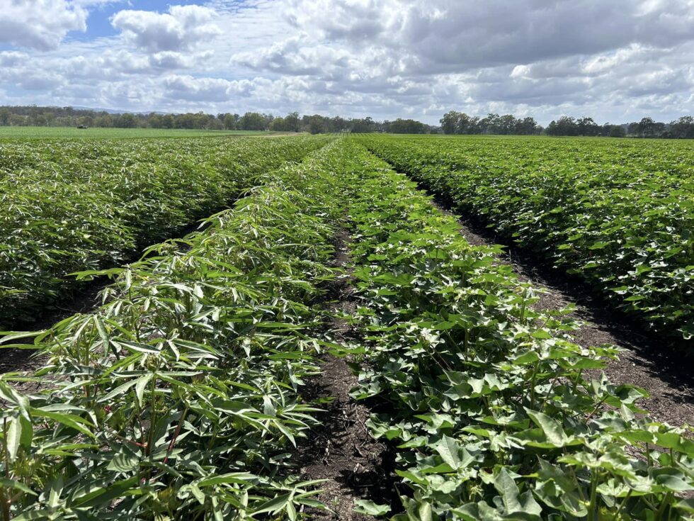 Effective Crop Canopy Management for Optimising Cotton Production using ...