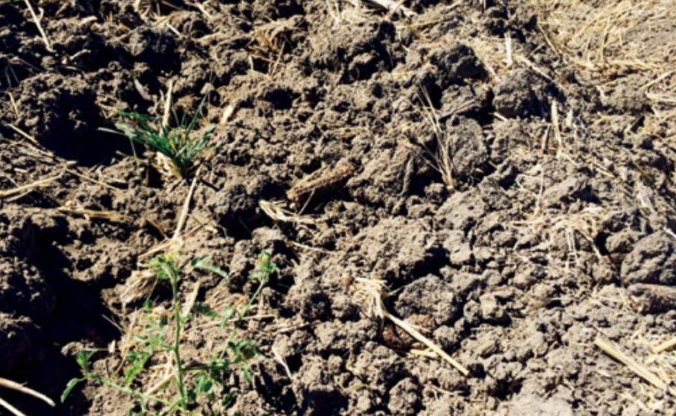 Seedbed Preparation, Field Scores, and the Impact on Establishment ...