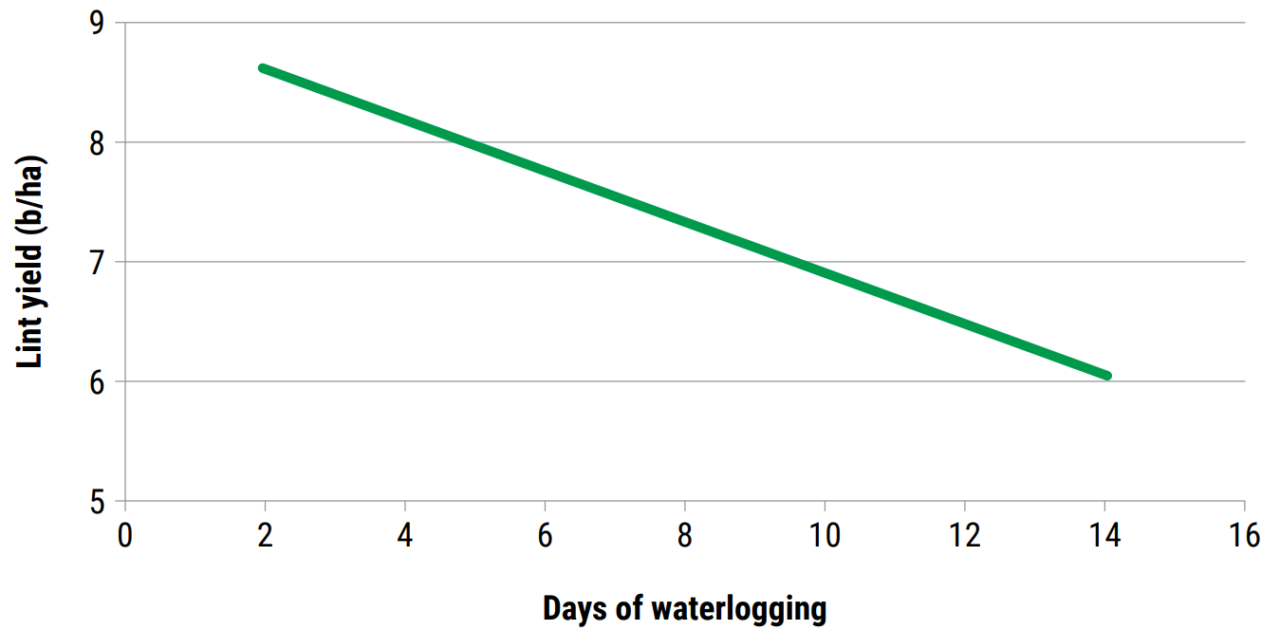 Waterlogging and Flood Damage in Cotton - Cotton Seed Distributors