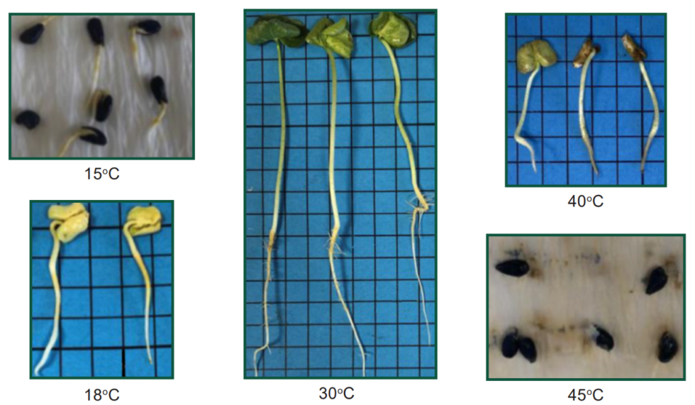 Effect Of High Temperatures On Seed Germination - Cotton Seed Distributors