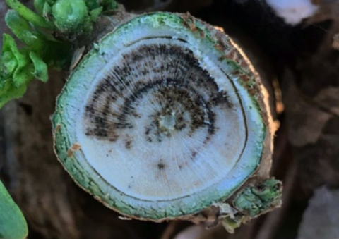 All you need to know about Verticillium - Cotton Seed Distributors