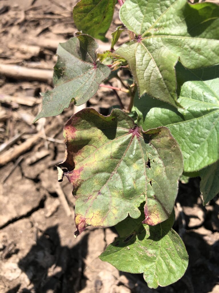Watching out for Wilt - Cotton Seed Distributors