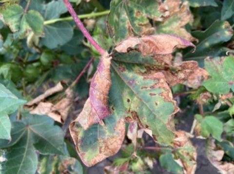 All you need to know about Verticillium - Cotton Seed Distributors