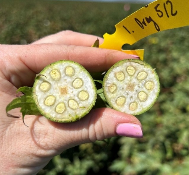 Cracking the Code on Boll Maturity: A new approach to Last Effective ...